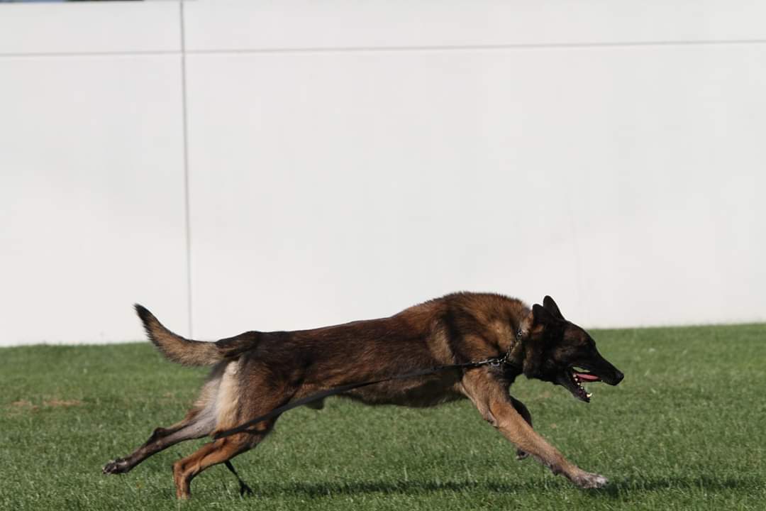 Ultimate Canine Solutions - ultimatecaninesolutions.com